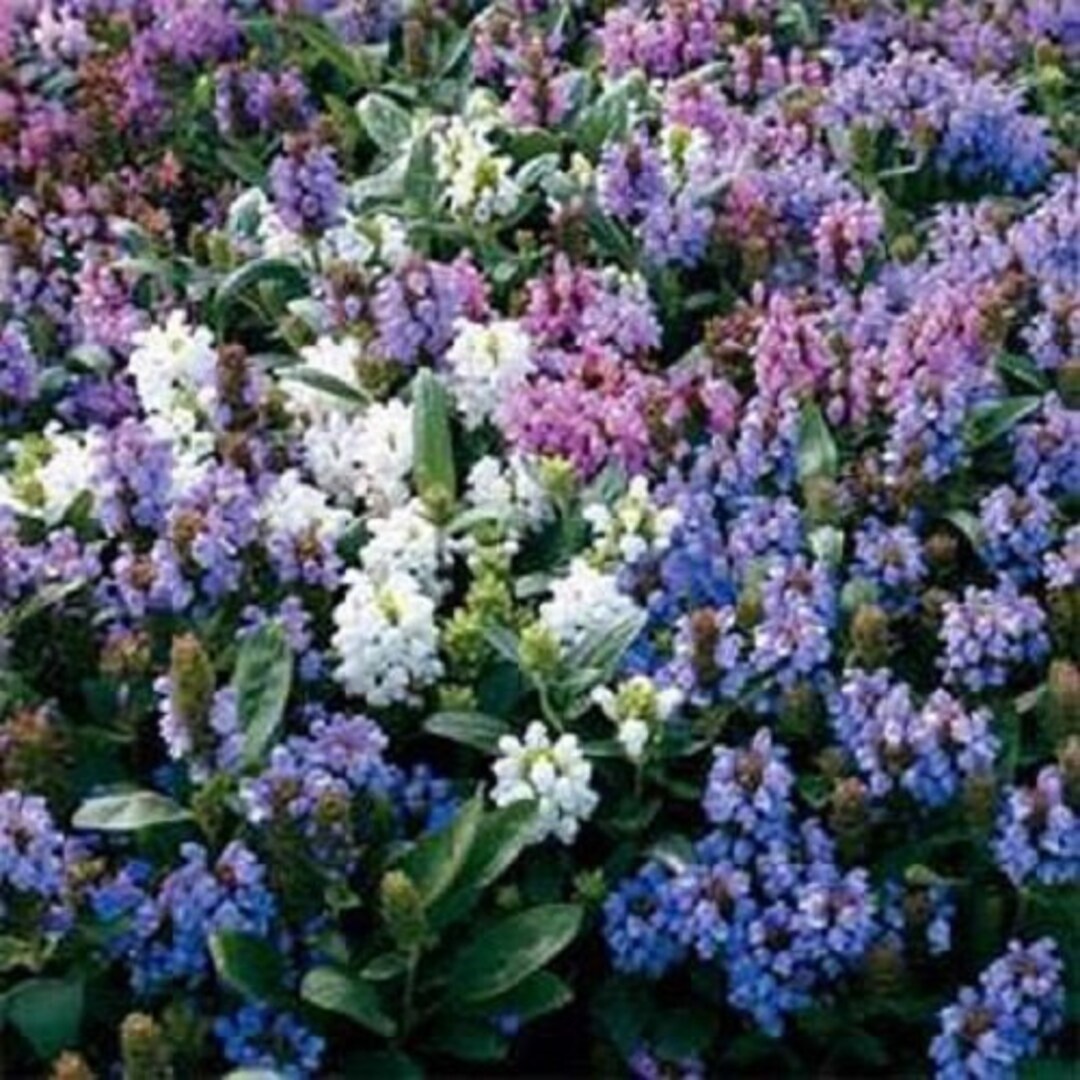 Prunella Grandiflora Pagoda Mix Flower Seeds / Perennial 50+ - Etsy