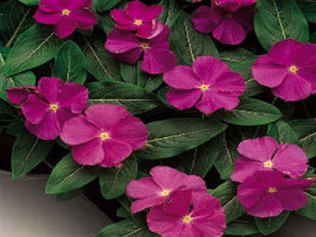 Vinca Raspberry Periwinkle Flower Seeds / Annual 40+ - Etsy