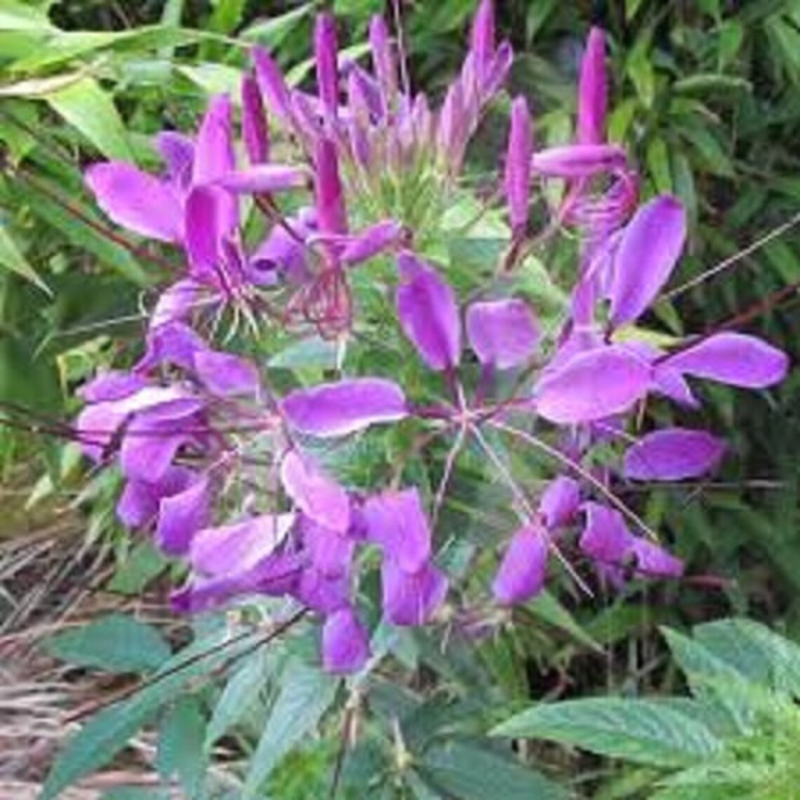 Giant Violet Queen Cleome Flower Seeds / Re-seeding Annual 50 - Etsy