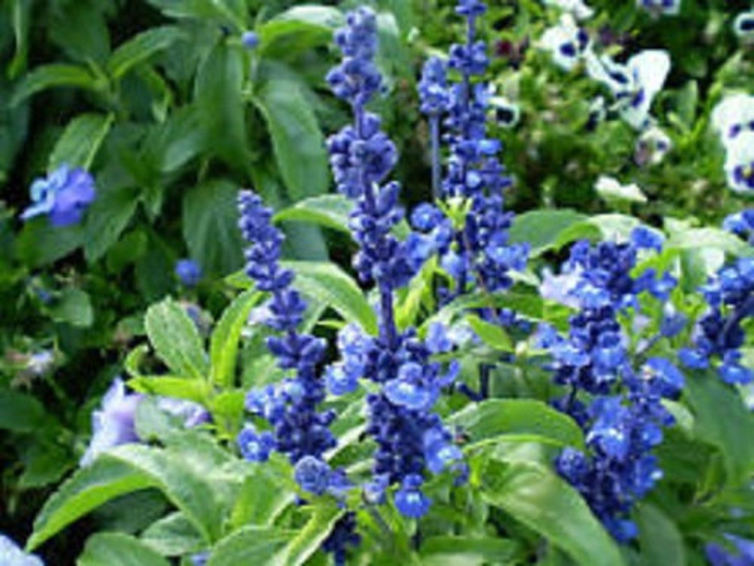 Salvia Farinacea Strata Blue Sage Flower Seeds / Perennial 50+ - Etsy