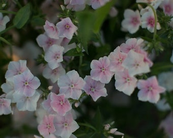 Phlox Blushing Bride 50 Seed Packet Pink and White Delicate Annual ...