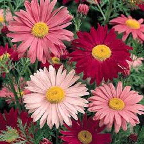 Chrysanthemum Robinson Red Flower Seeds / Coccineum / - Etsy