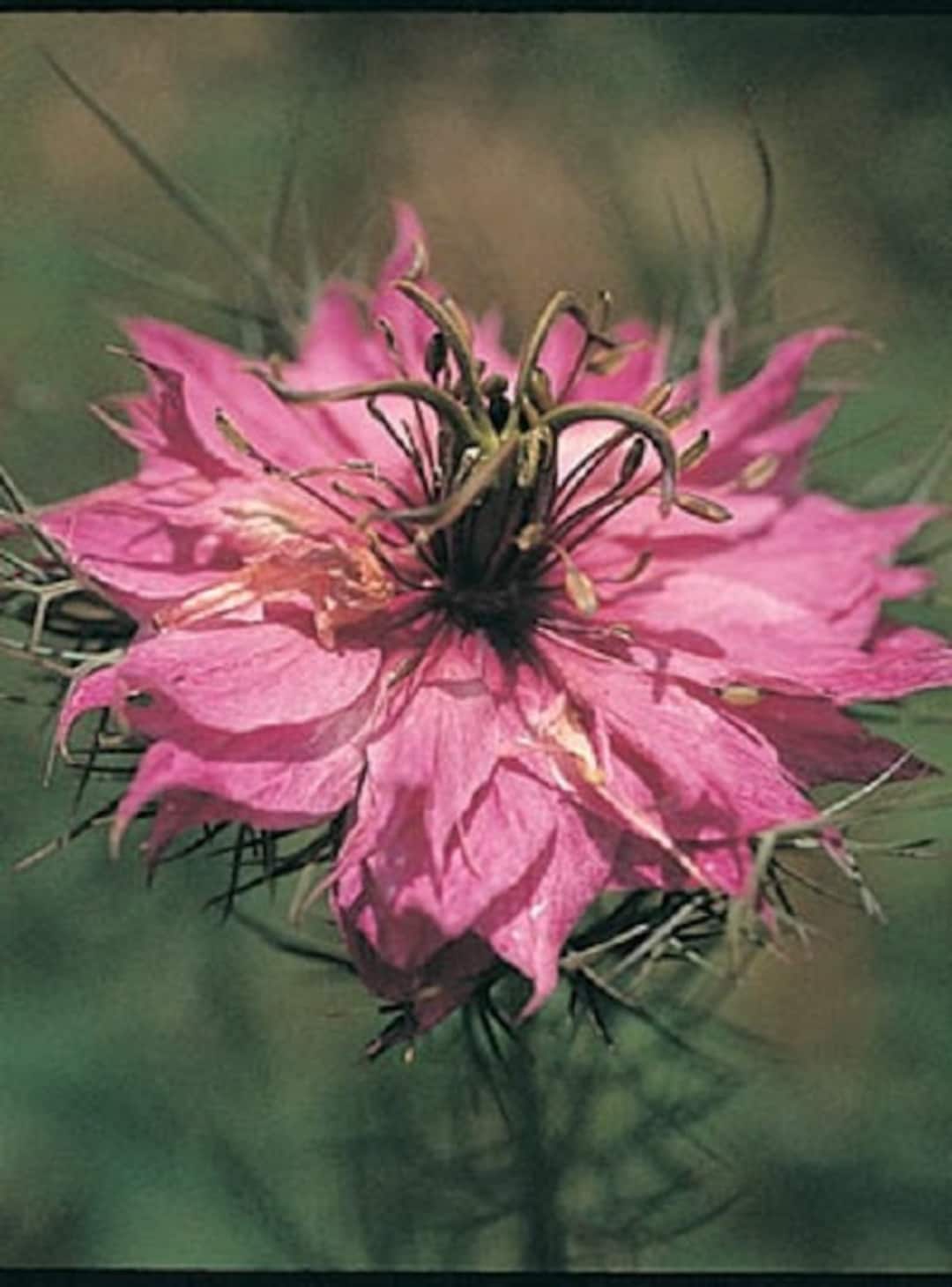 Nigella Persian Mulberry Rose Flower Seeds/love in A Mist / Annual 100 ...