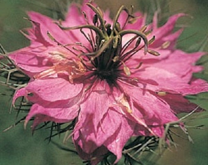 Nigella Persian Mulberry Rose Flower Seeds/love in A Mist / Annual 100 ...