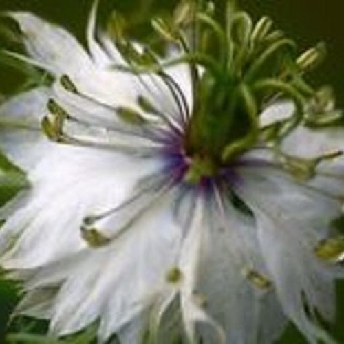 Nigella Persian Mulberry Rose Flower Seeds/love in A Mist / - Etsy