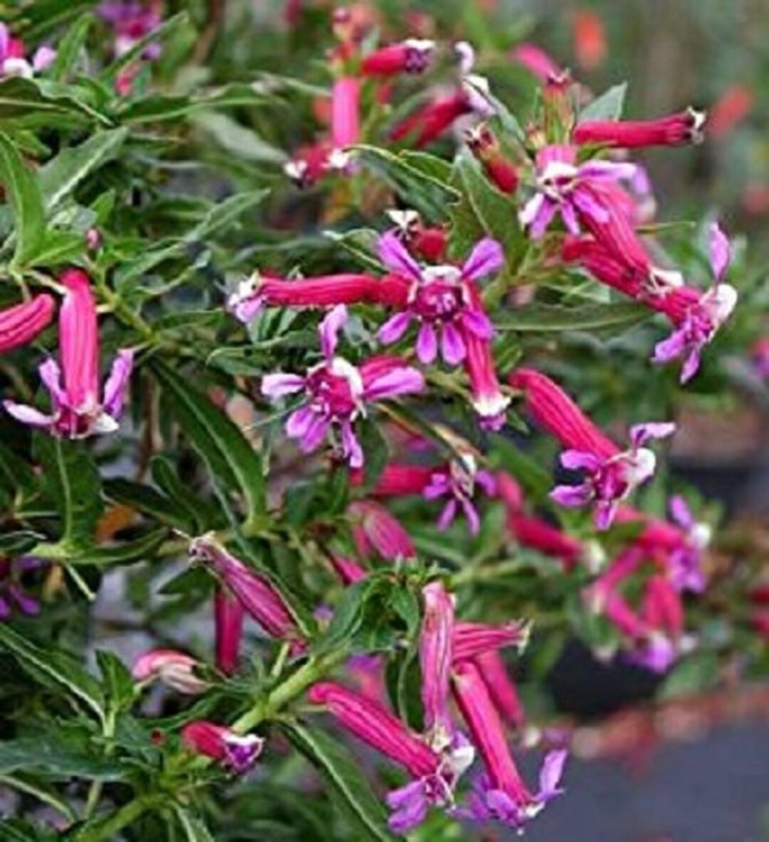 Scarlet Red Cuphea Cigaar Plant Flower Seeds / Ignea / Tendre Vivace 25 ...