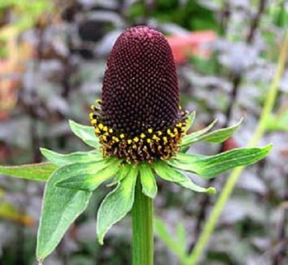 Rudbeckia Green Wizard Flower Seeds / Perennial 30 | Etsy