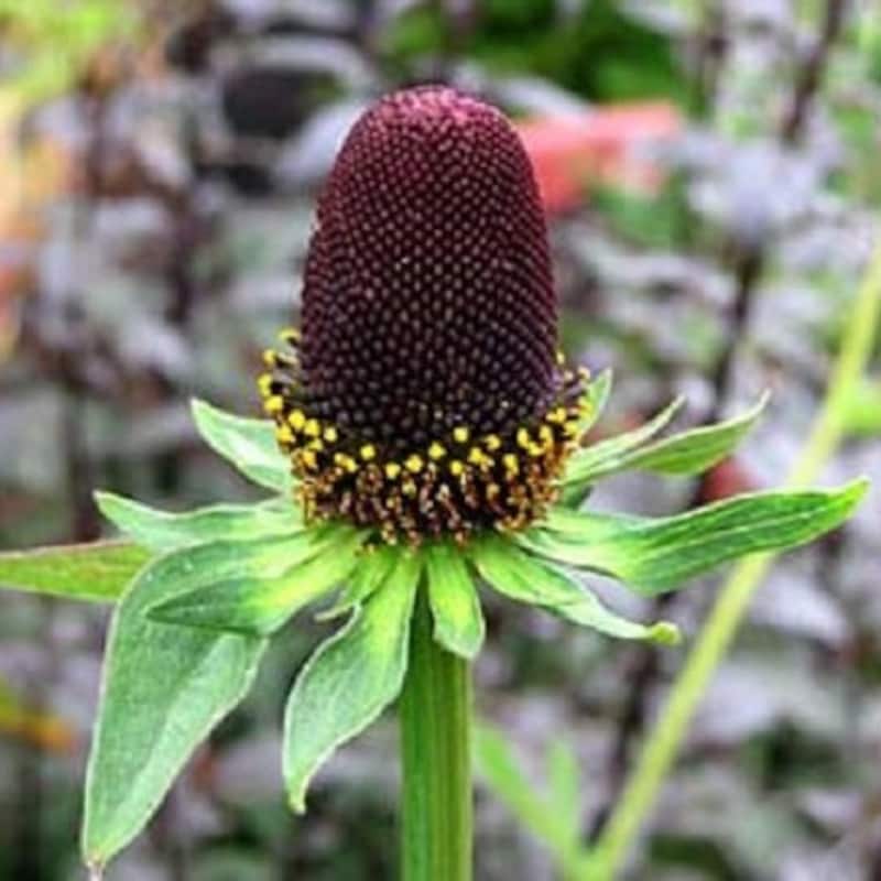 YouMakeMeSmileSeeds - Etsy