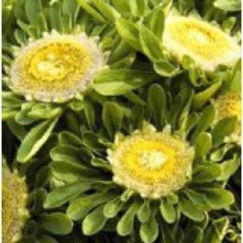 Incredible Hulk Aster Flower Seeds / Annual 30 - Etsy