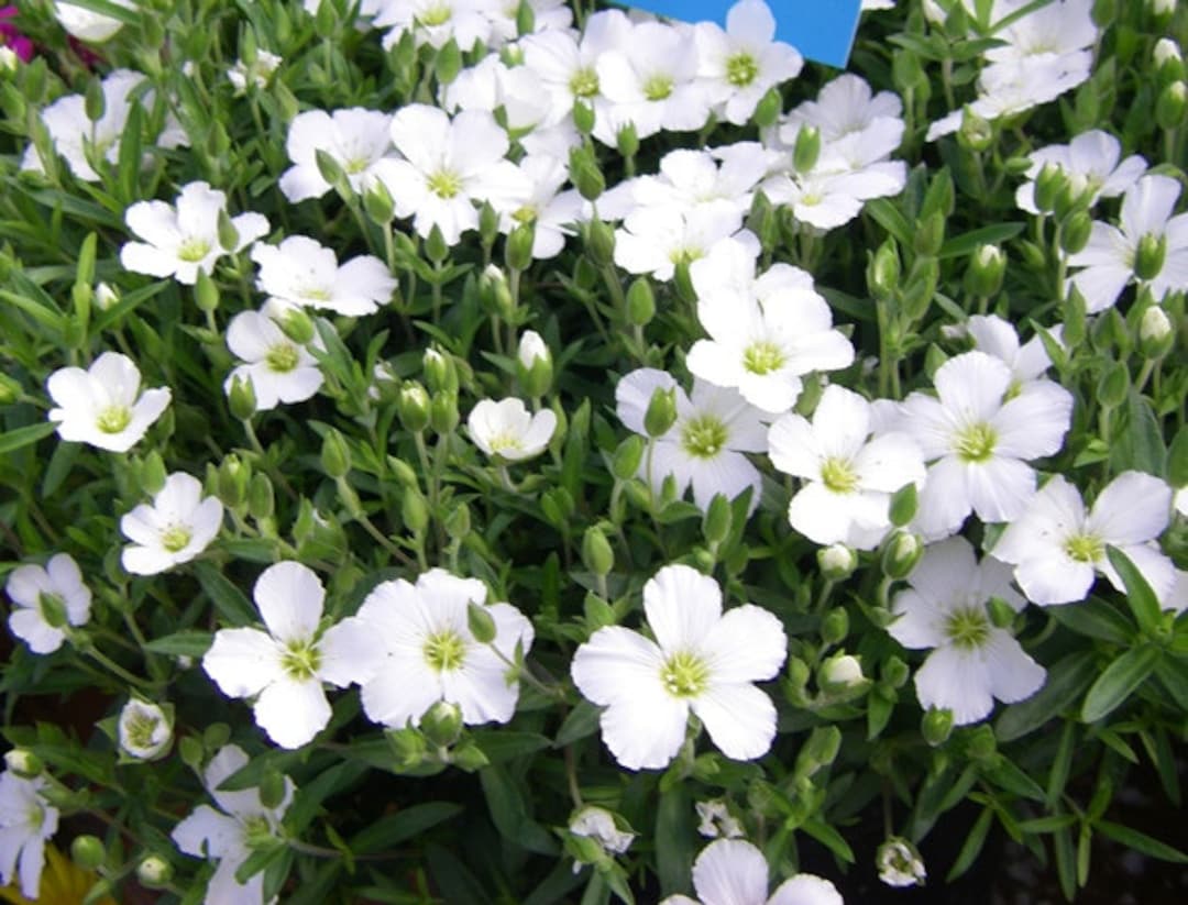 Pure White Avalanche Arenaria Flower Seeds / Montana / Perennial 40+ - Etsy