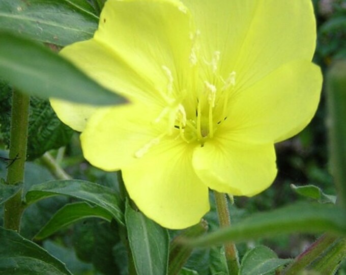 Pale Yellow Evening Primrose Flower Seeds / Dwarf / Perennial 50+ - Etsy