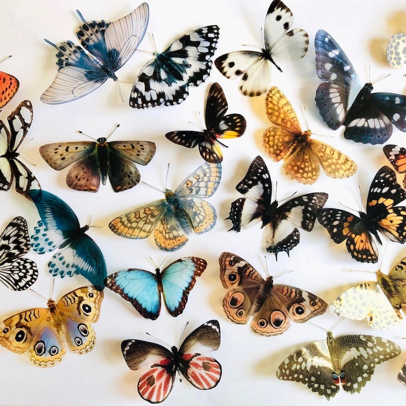 Butterfly Decals Wall 3d - Etsy UK