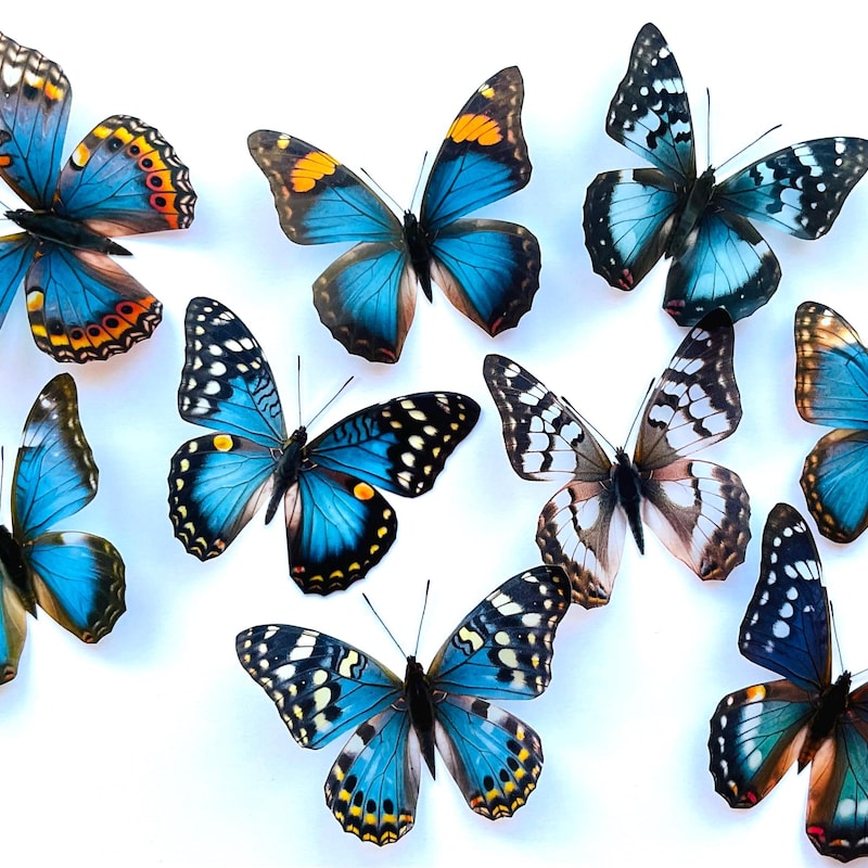Realistic Butterfly - Etsy