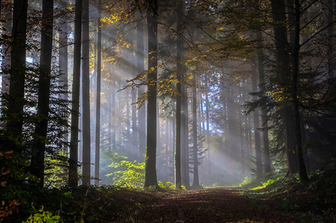 Light Rays Through the Trees in the Forest - SKU 0047 - Etsy
