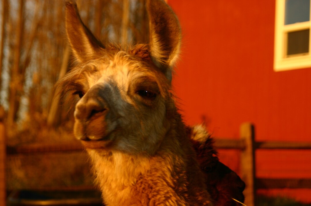Suri Alpaca Llama Photo Print, Farm Animal (digital Download) - Etsy