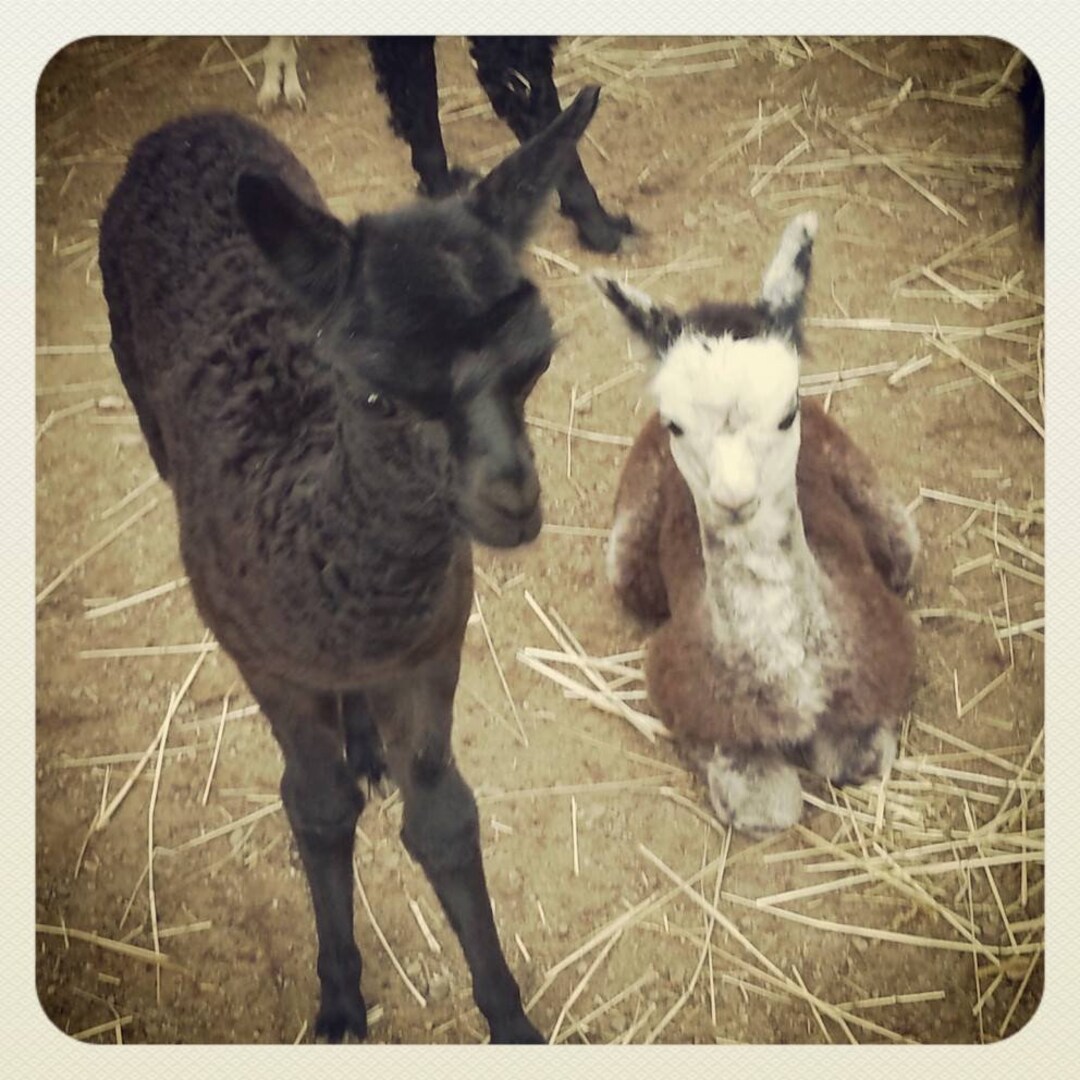 Baby Alpaca Digital Instant Download Alpaca Farm Babies Newborn Alpacas ...
