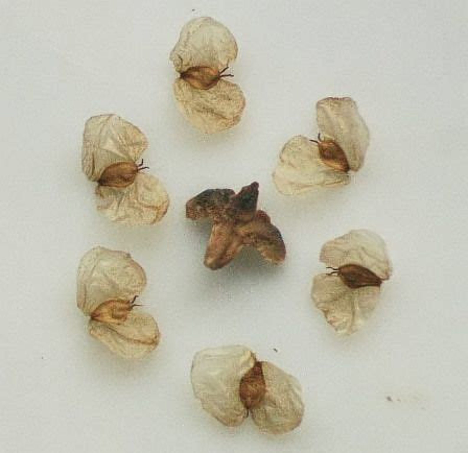Birch Tree Seed Etsy