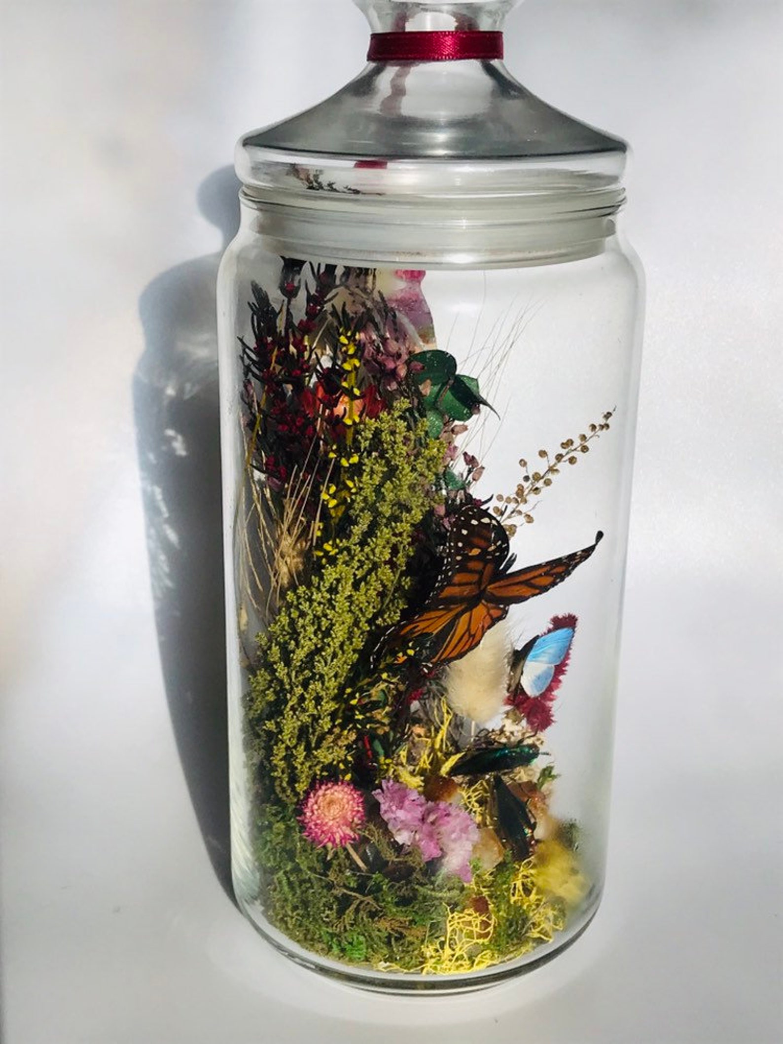 Real Preserved Monarch Butterfly Terrarium With Preserved Rainbow ...