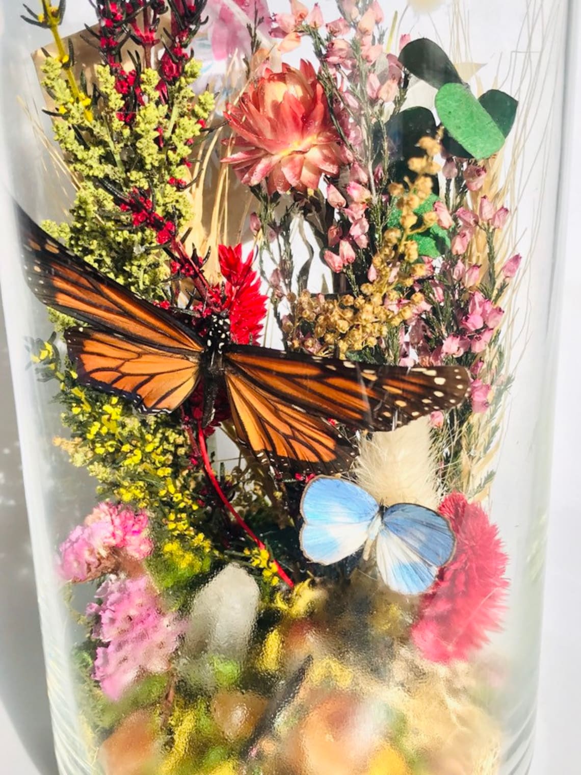 Real Preserved Monarch Butterfly Terrarium With Preserved | Etsy