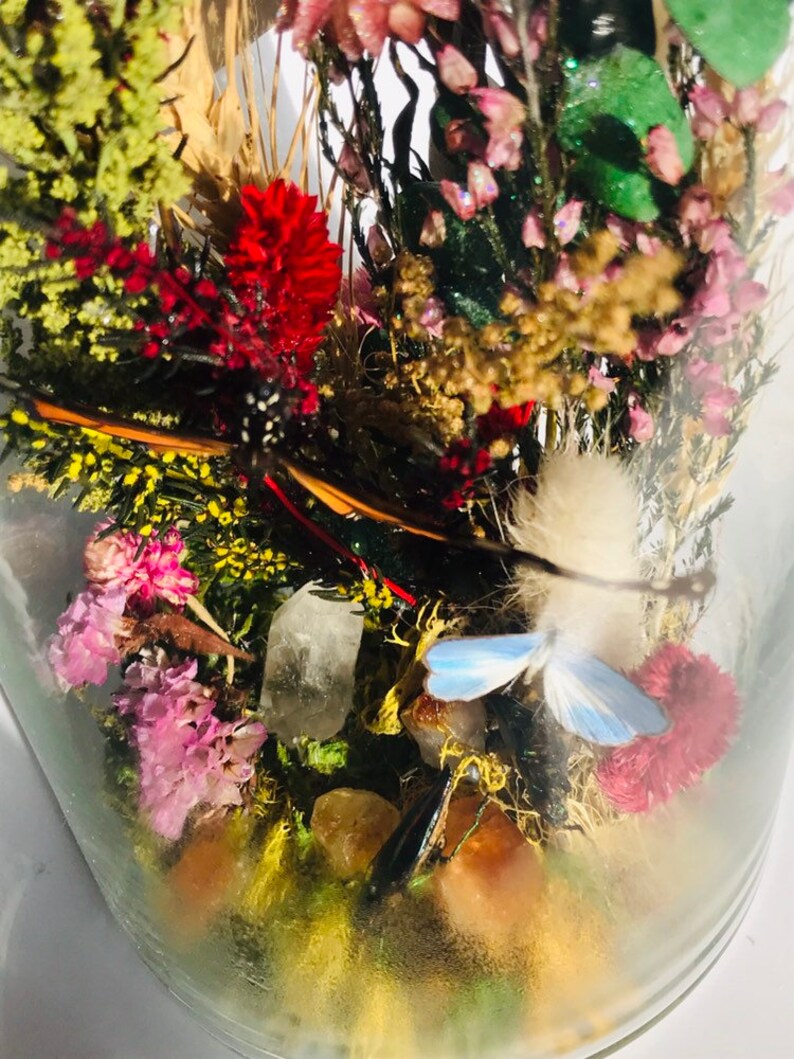 Real Preserved Monarch Butterfly Terrarium With Preserved | Etsy