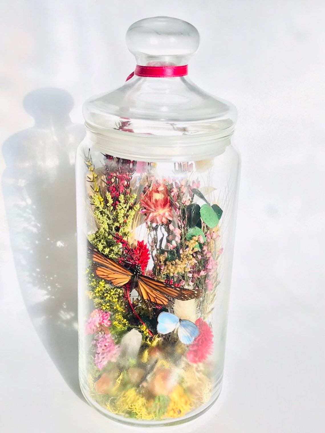 Real Preserved Monarch Butterfly Terrarium With Preserved Rainbow ...