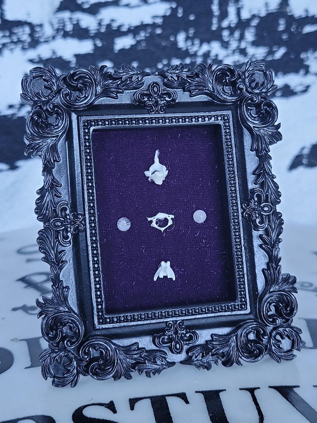 Framed Vertebrae Bone Art: Gothic Gallery Wall Decor - Etsy