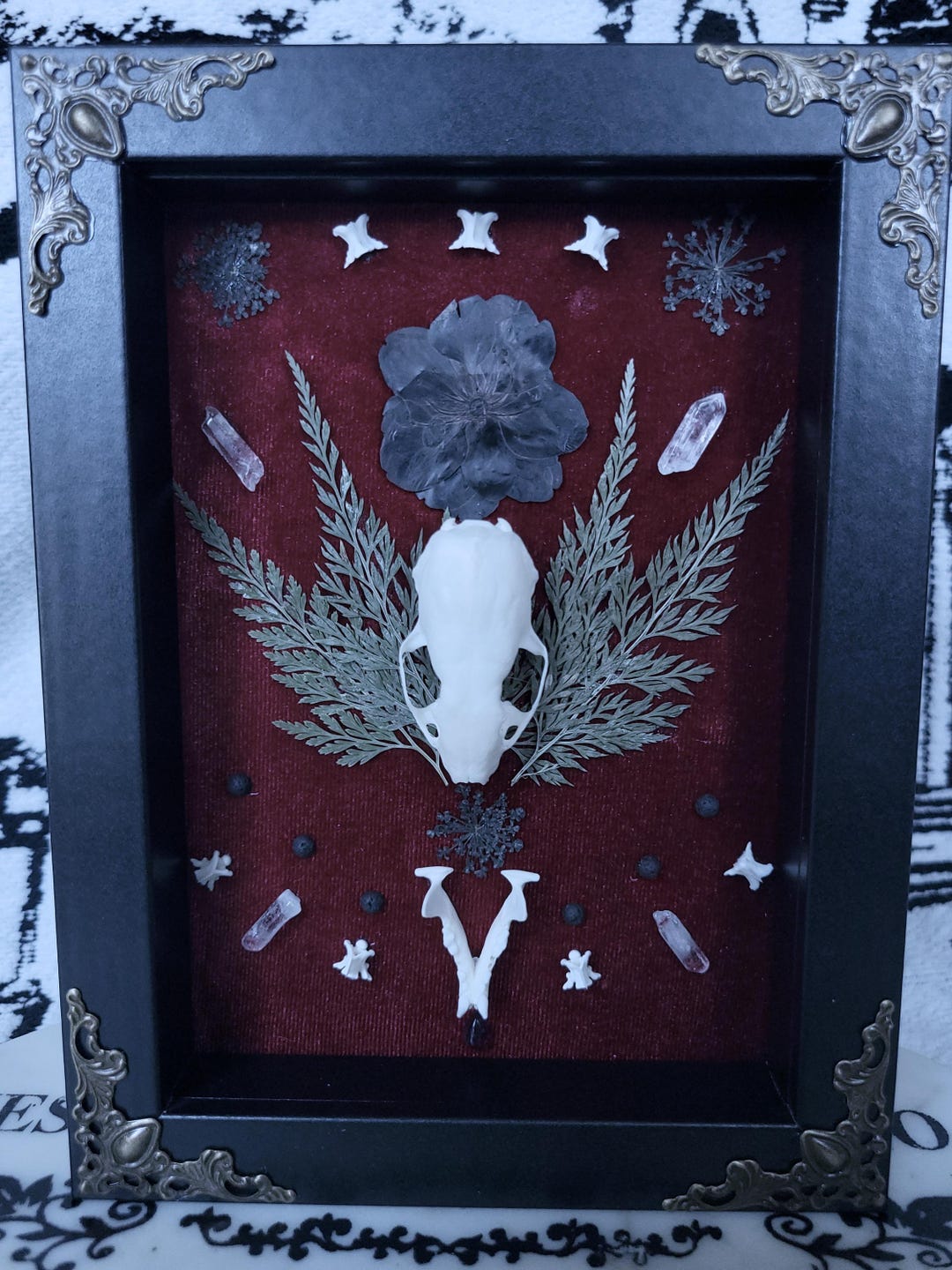 Weasel Skull and Jaw Taxidermy Shadow Box Gothic Oddities and ...
