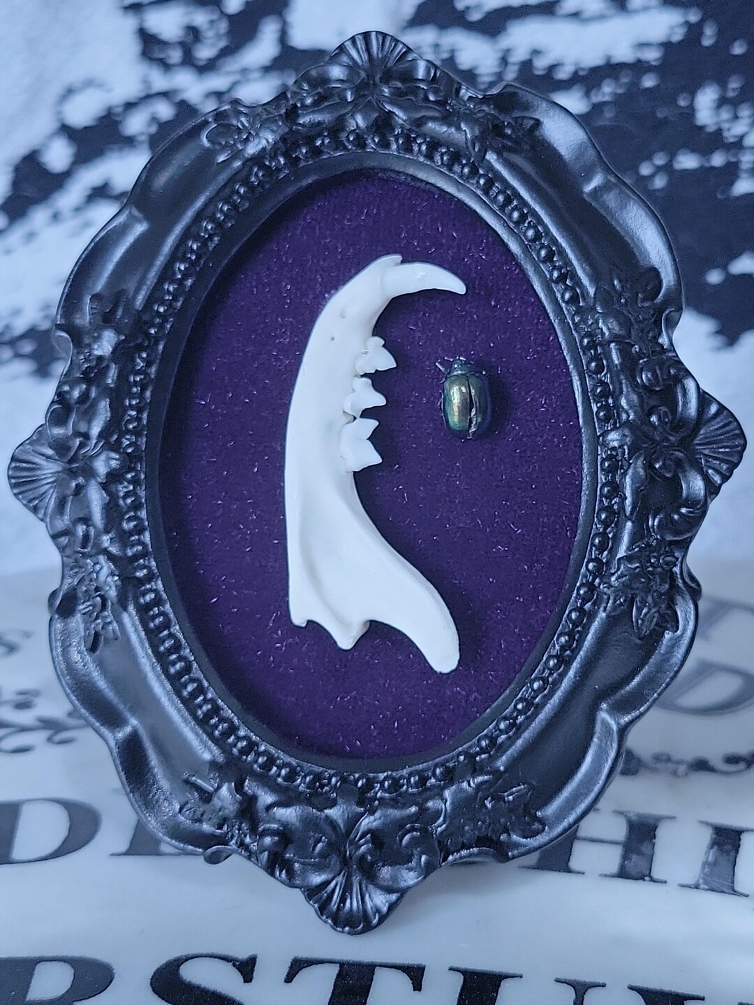 Framed Bobcat Jaw Bone Art: Green Beetle, Purple Velvet, Gothic ...
