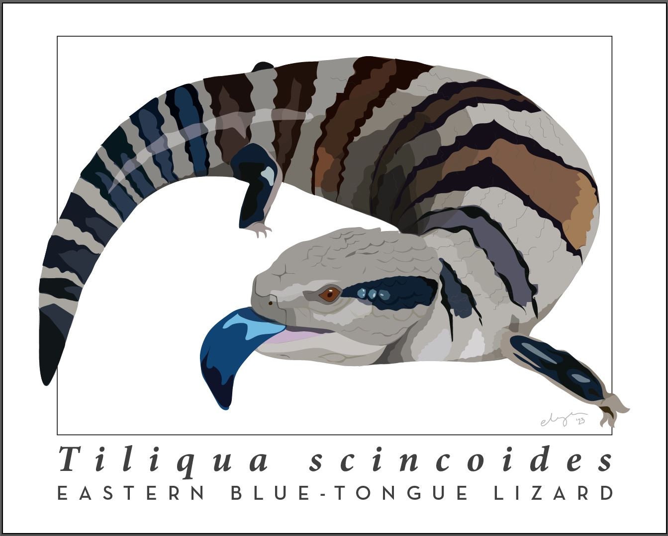 Eastern Blue Tongue Skink