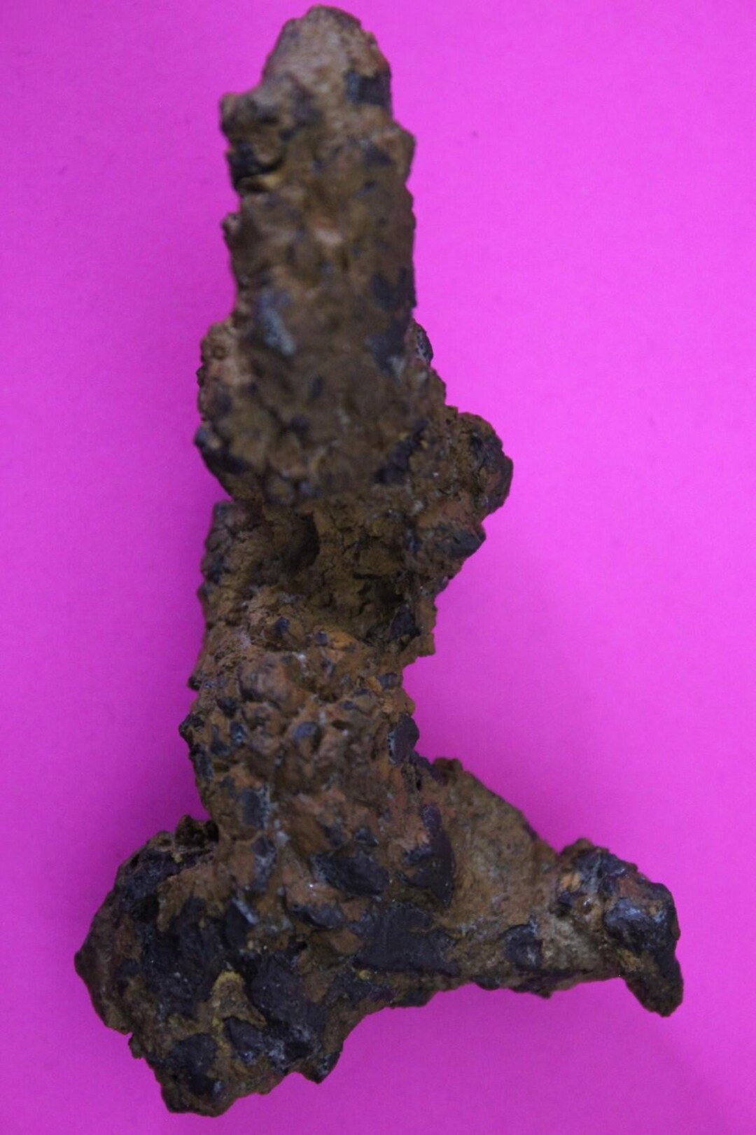 Giant Lizard Poop 5 Million Years Old Genuine Real Fossil Dinosaur Girl ...