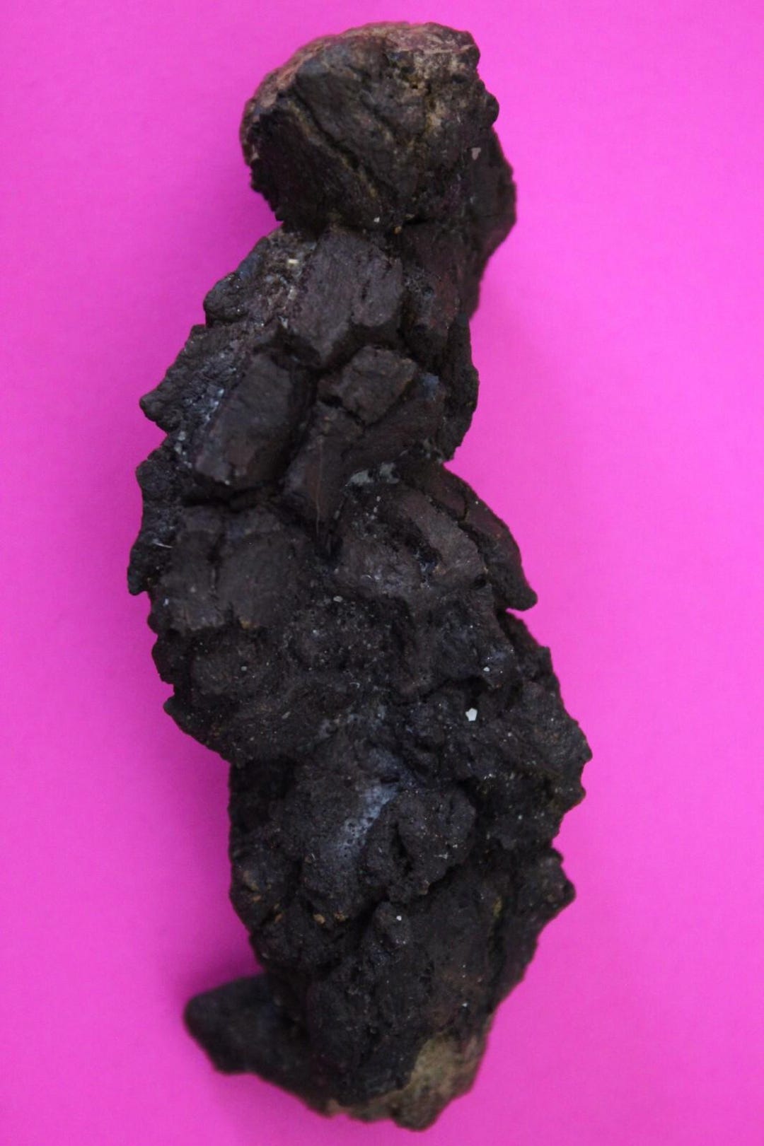 Giant Lizard Poop 5 Million Years Old Genuine Real Fossil Dinosaur Girl ...