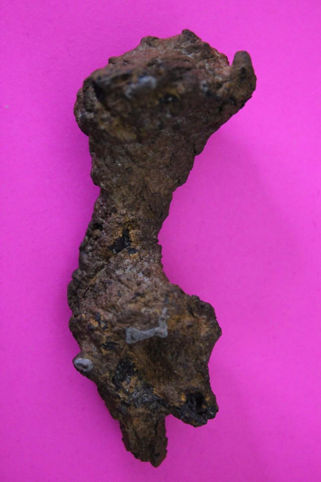 Giant Lizard Poop 5 Million Years Old Coprolite Genuine Fossil Dino ...
