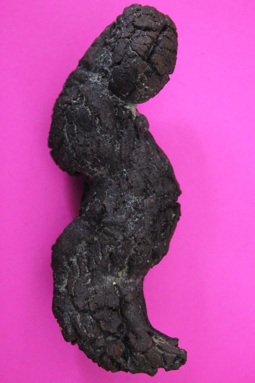 Giant Lizard Poop 5 Million Years Old Coprolite Genuine Fossil Dino ...