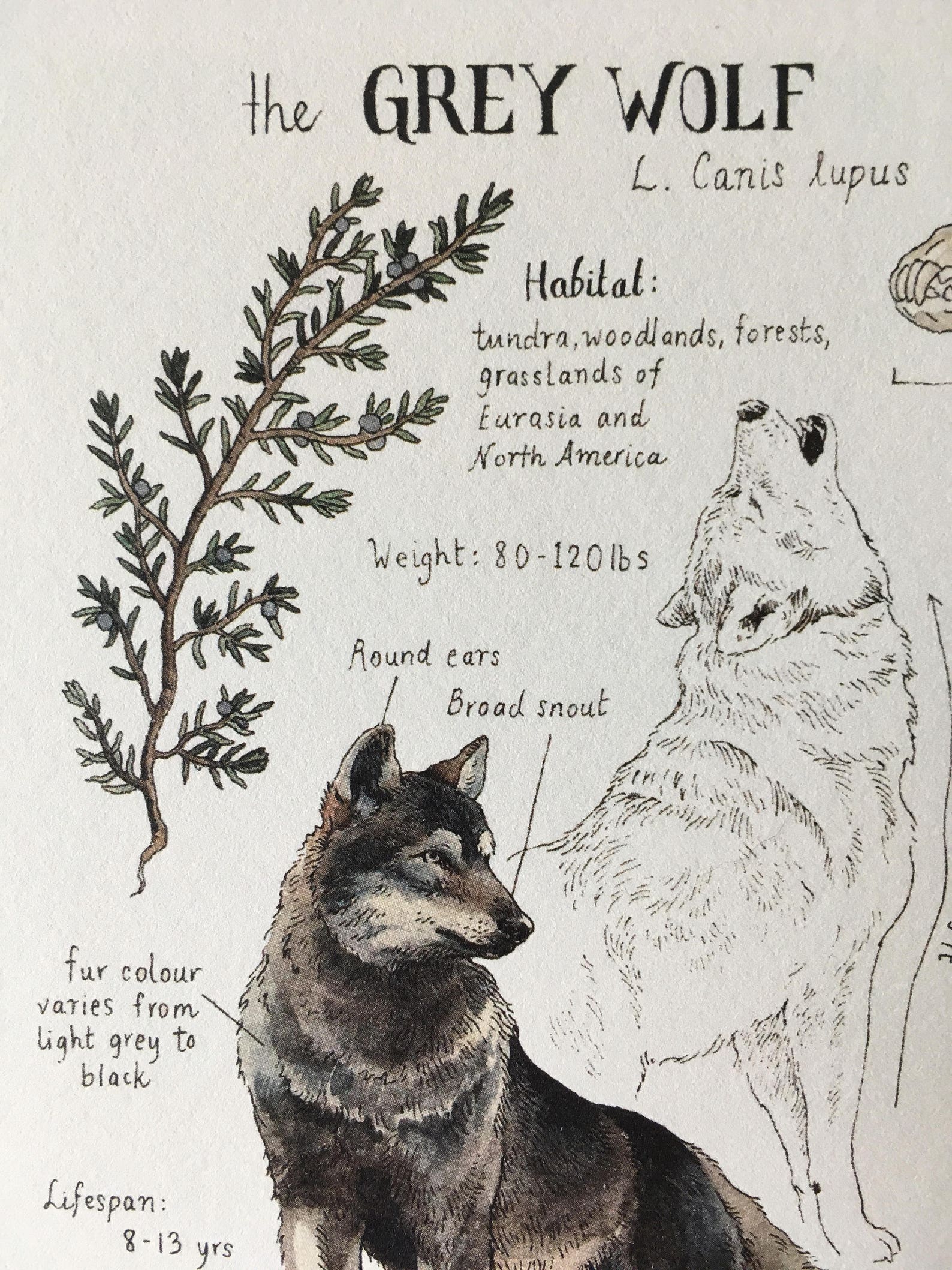 Natural Study Grey Wolf Print 5x7 | Etsy