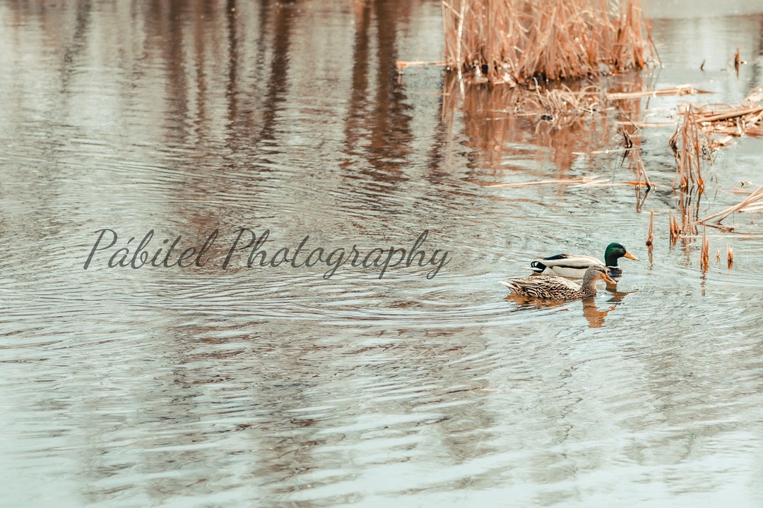 Mallard Duck Couple Photo Print Bird and Wildlife Photography Michigan ...
