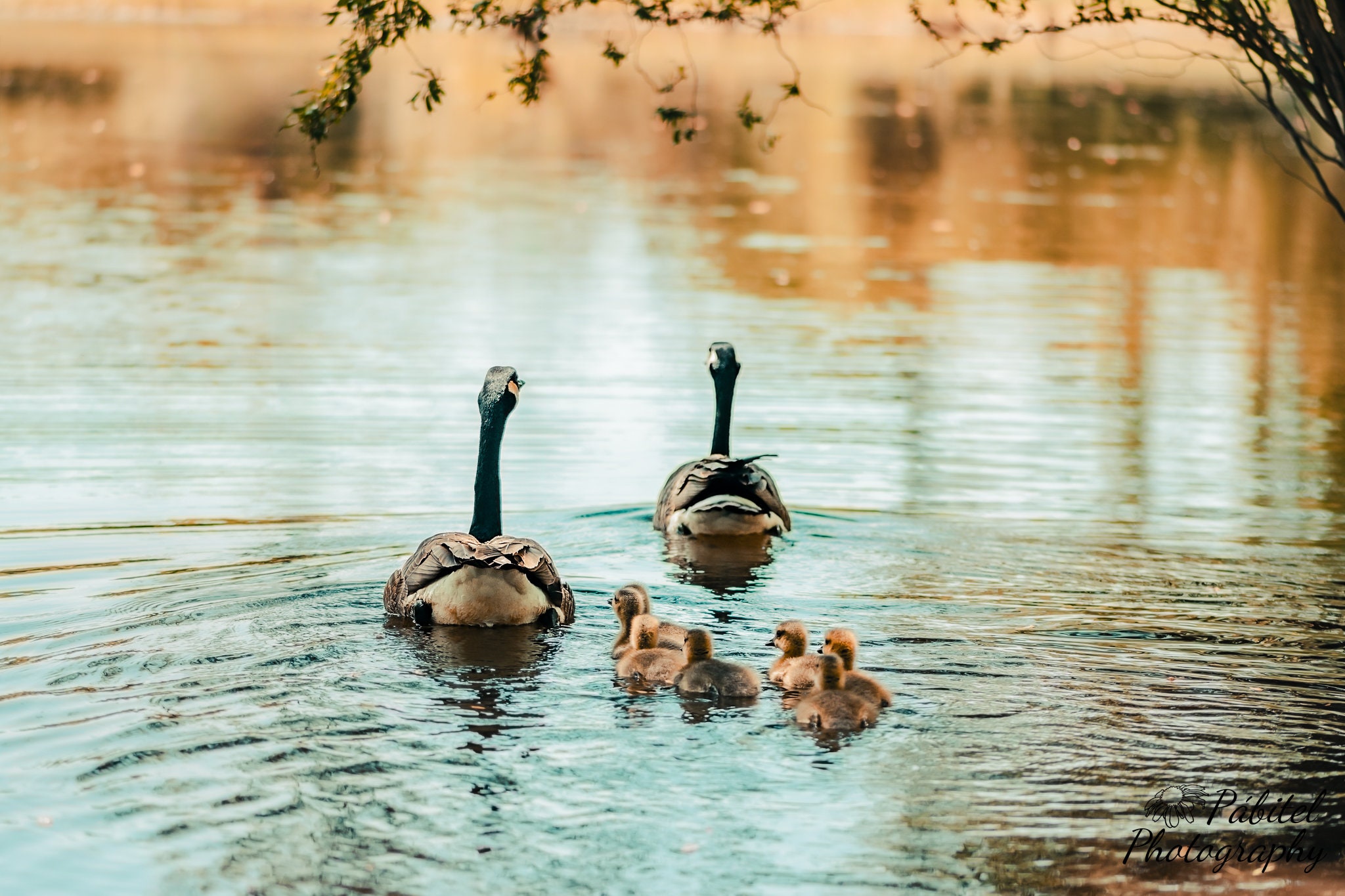 Canadian Geese Family | 2x2" Fridge Photo Magnet | Canada Goose ...