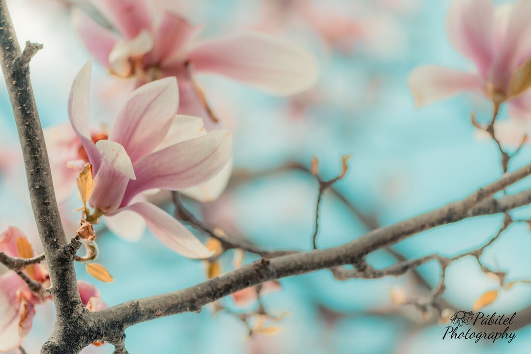 Single Magnolia | Spring Flower Photo Print | Nature Photography ...