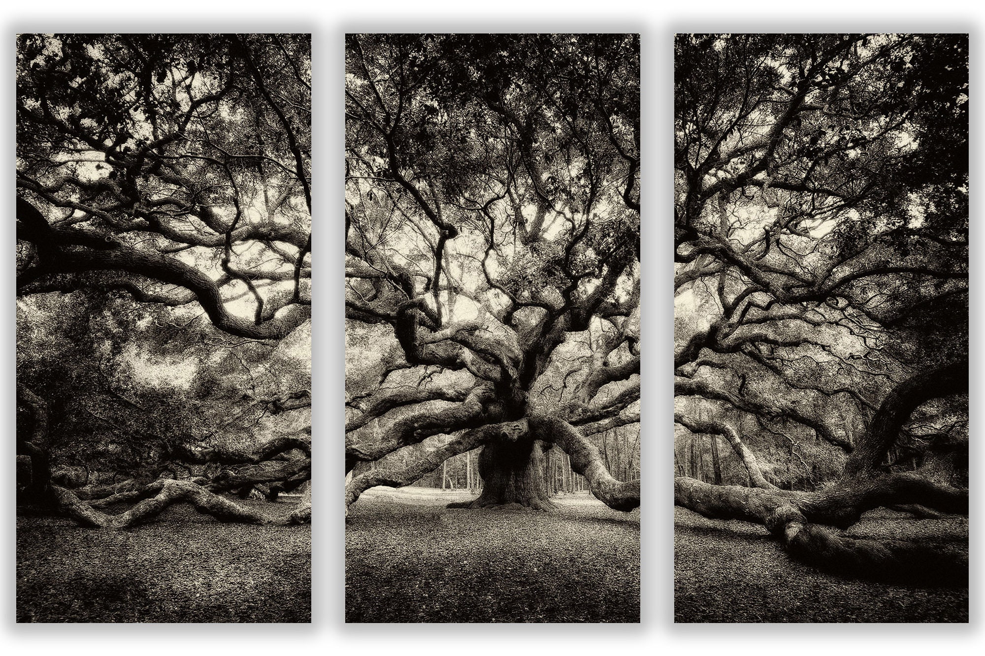 Angel Oak Tree/canvas Triptych/extra Large Wall Decor/fine Art - Etsy