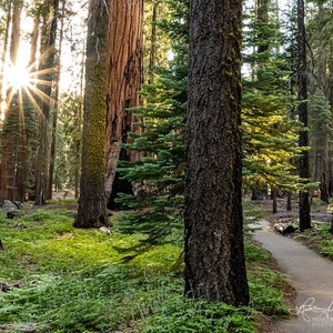California Redwoods/sequoia National Park/sunbeam/trail/nature ...