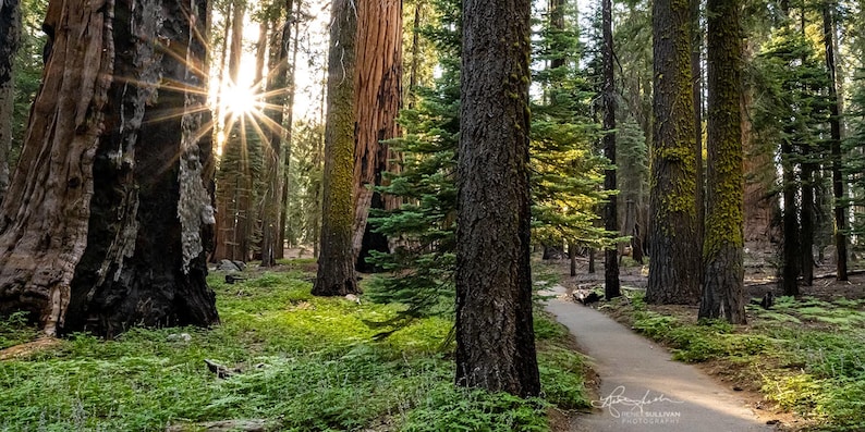 California Redwoods/sequoia National Park/sunbeam/trail/nature | Etsy