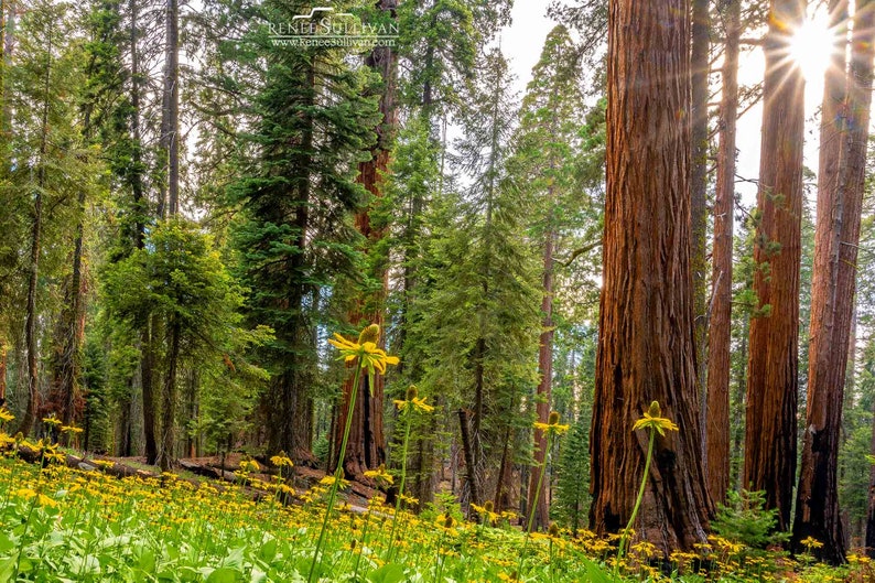Redwood Forest/sequoia Trees/field of Wildflowers/nature Landscape ...