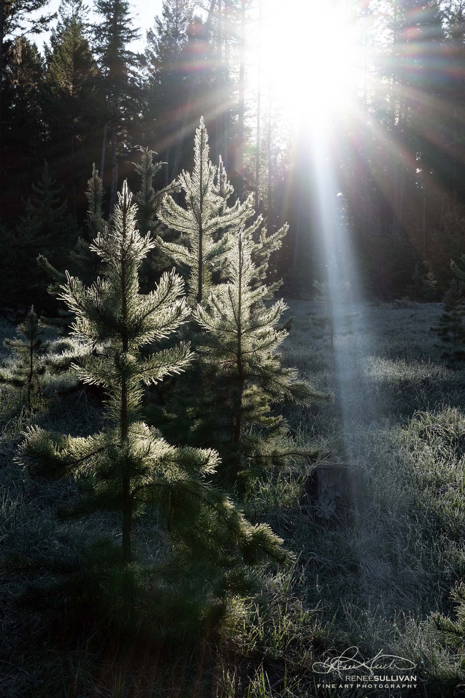 Montana Pine Trees/mountain Photo/forest Dew/fine Art/alpine/sun Beam ...