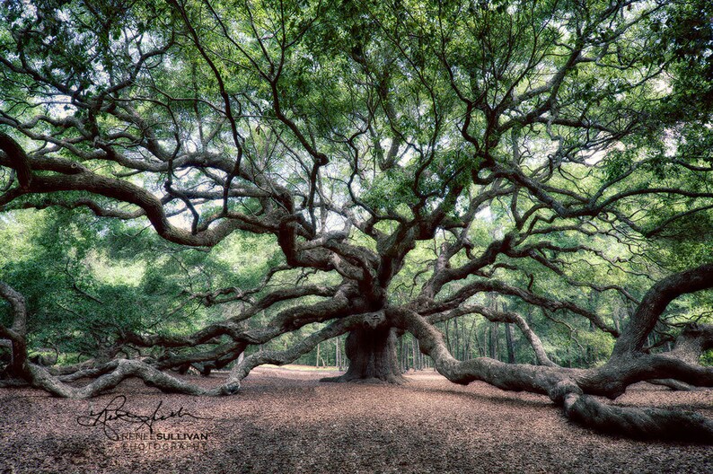 Angel Oak Tree/charleston/south Carolina/nature Landscape/fine - Etsy
