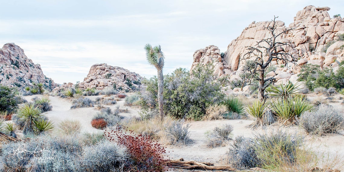 Joshua Tree Boho Triptych/3 Panel Print/fine Art Photography/california ...