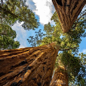 Giant Sequoia Np/california Redwood Print/huge Coastal Tree/nature ...