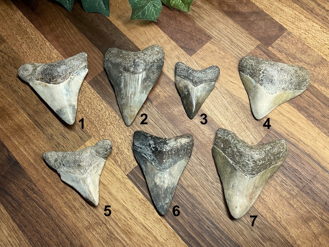 Authentic Megalodon Shark Tooth Fossil – Petrified Prehistoric Shark ...