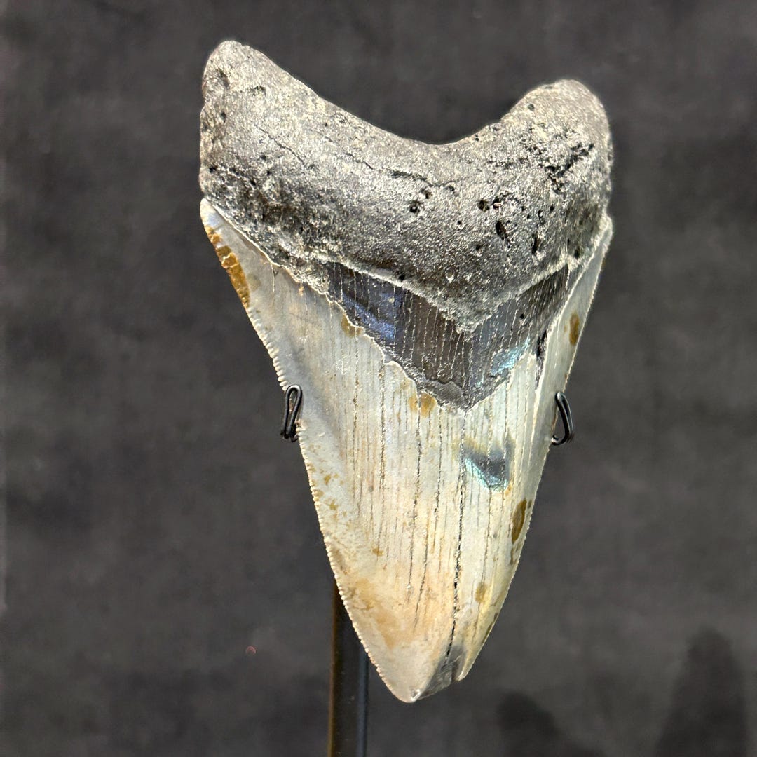 Fossil Megalodon Tooth – Genuine Shark Tooth – Dinosaur Era Fossil ...