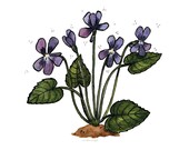 Wood Violets Illustration Common Blue Violet Archival - Etsy