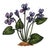 Wood Violets Illustration - Common Blue Violet - Archival Watercolor ...