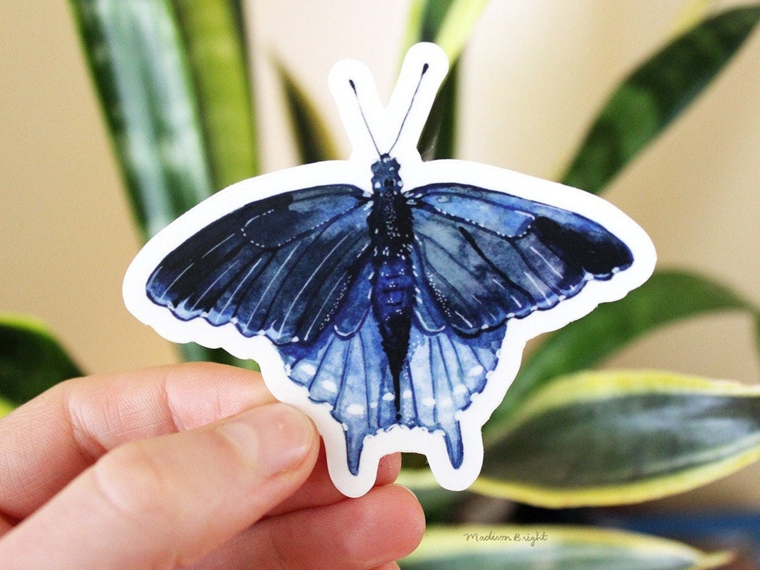 Pipevine Swallowtail Butterfly Illustration - Clear Waterproof Vinyl ...